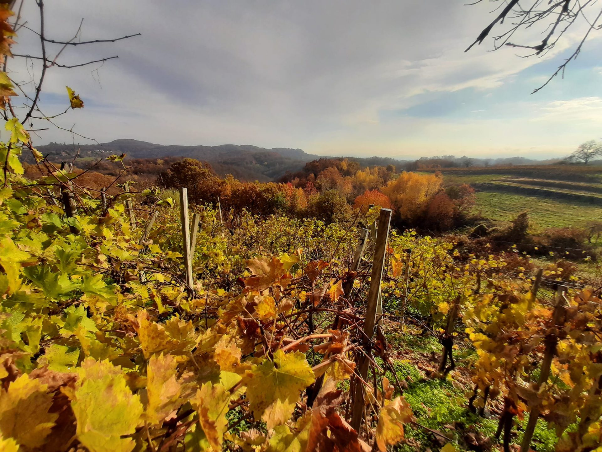 VIVODINA – VINSKI BISER NADOMAK KARLOVCA